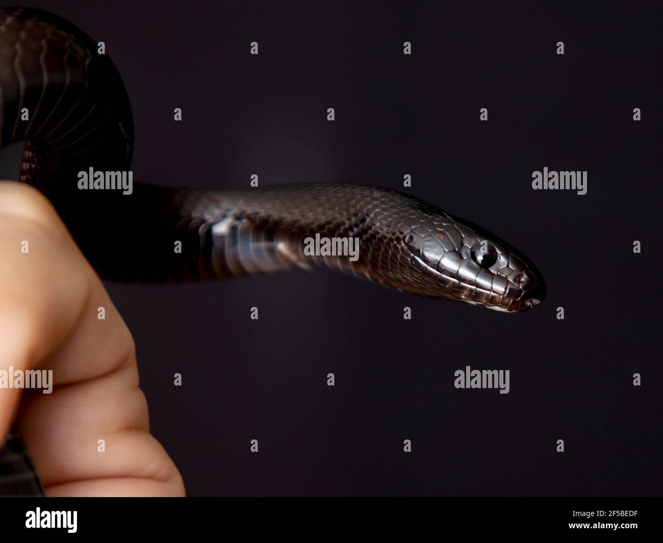 Lampropeltis getula common kingsnake hi-res stock photography and ...