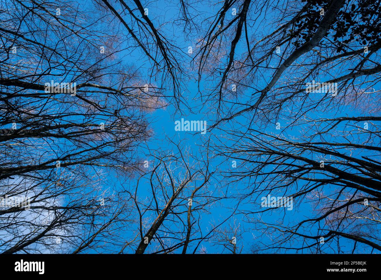 View looking up towards the sky through a canopy of trees Stock Photo ...