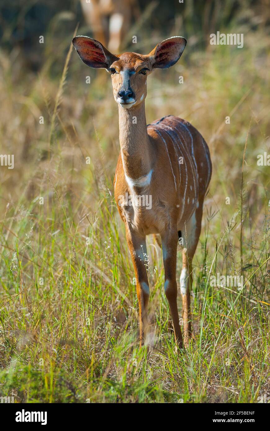 Nyala female in Kruger National Park, South Africa Stock Photo - Alamy
