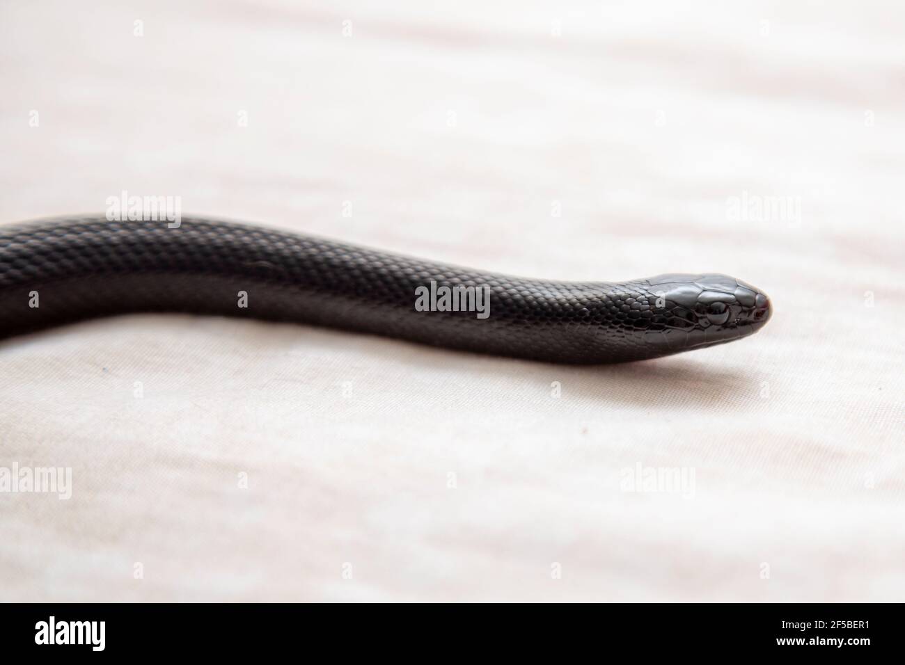 Mexican black kingsnake hi-res stock photography and images - Alamy