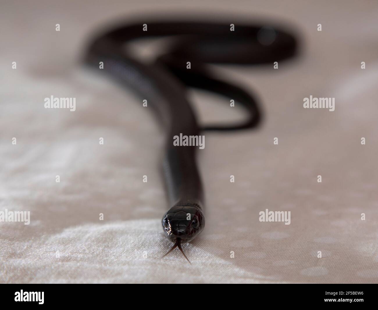 The Mexican black kingsnake (Lampropeltis getula nigrita) is part of ...