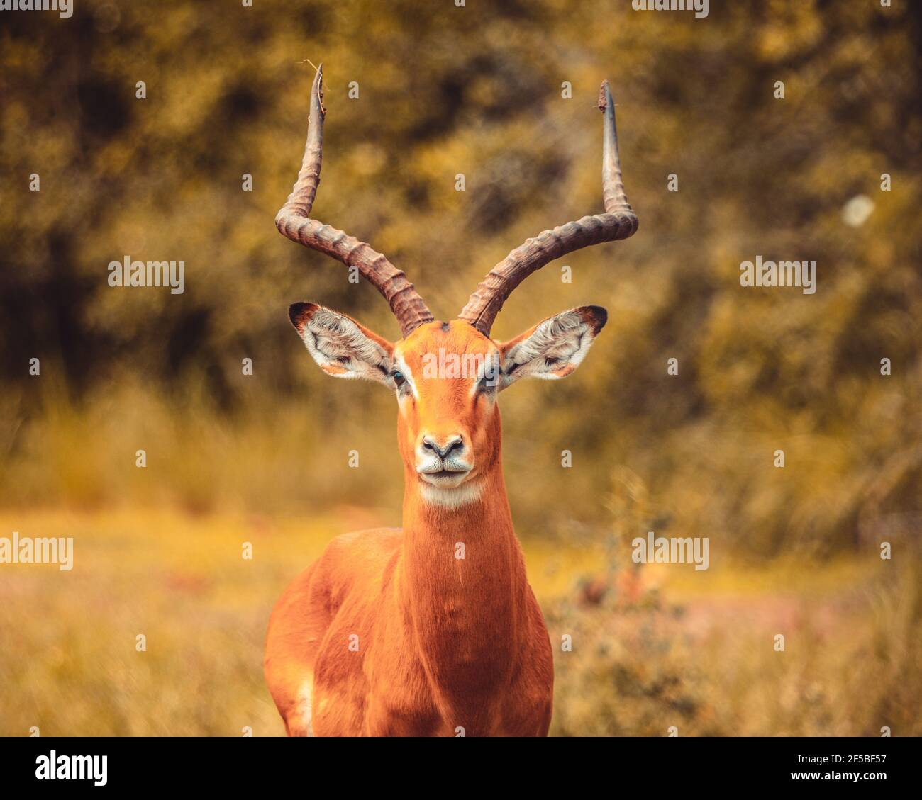 Beautiful impala antelope in a park Stock Photo - Alamy