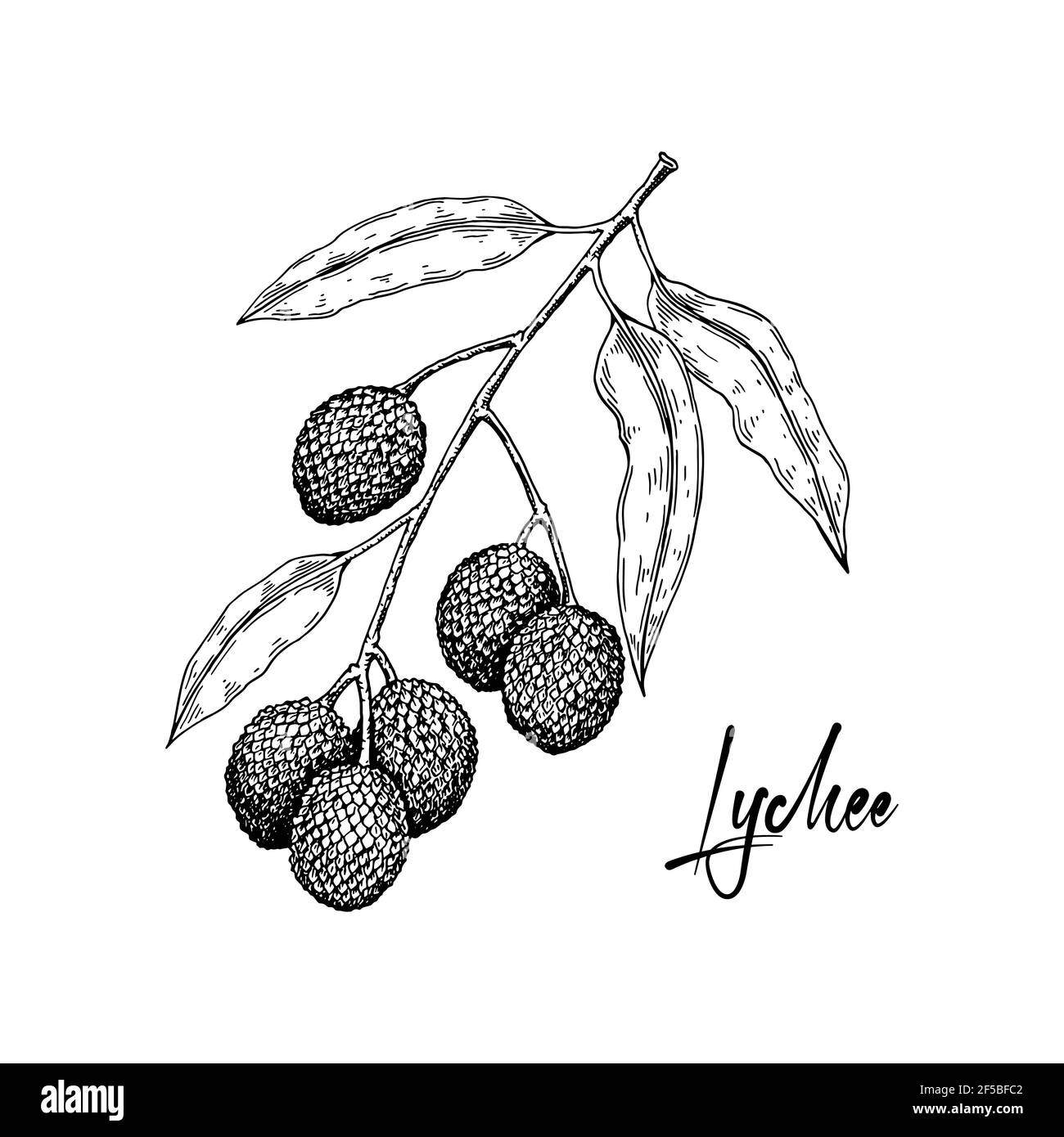 Hand drawn lychee branch isolated on white background. Vector ...