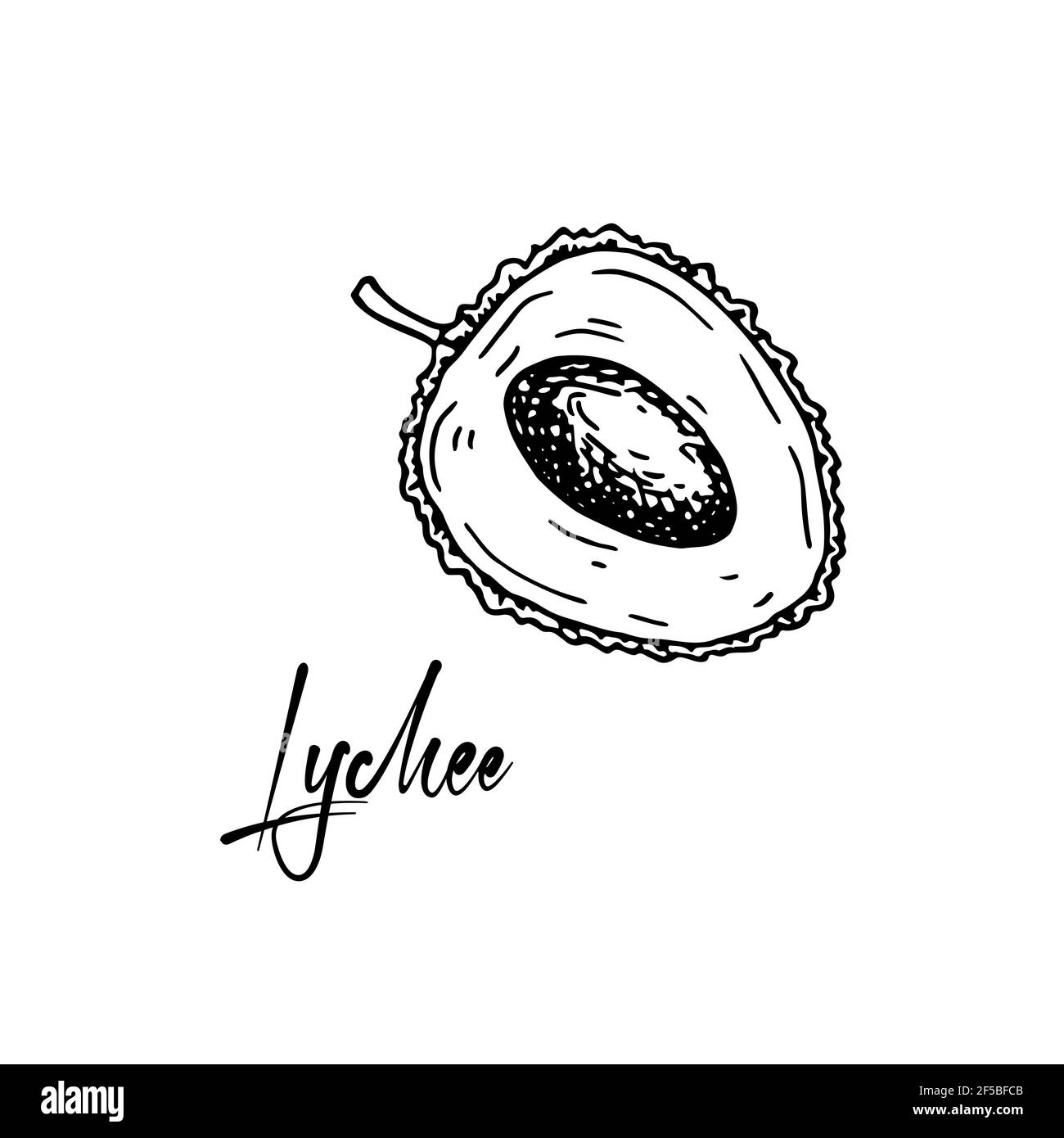 Hand drawn lychee fruit isolated on white background. Vector ...