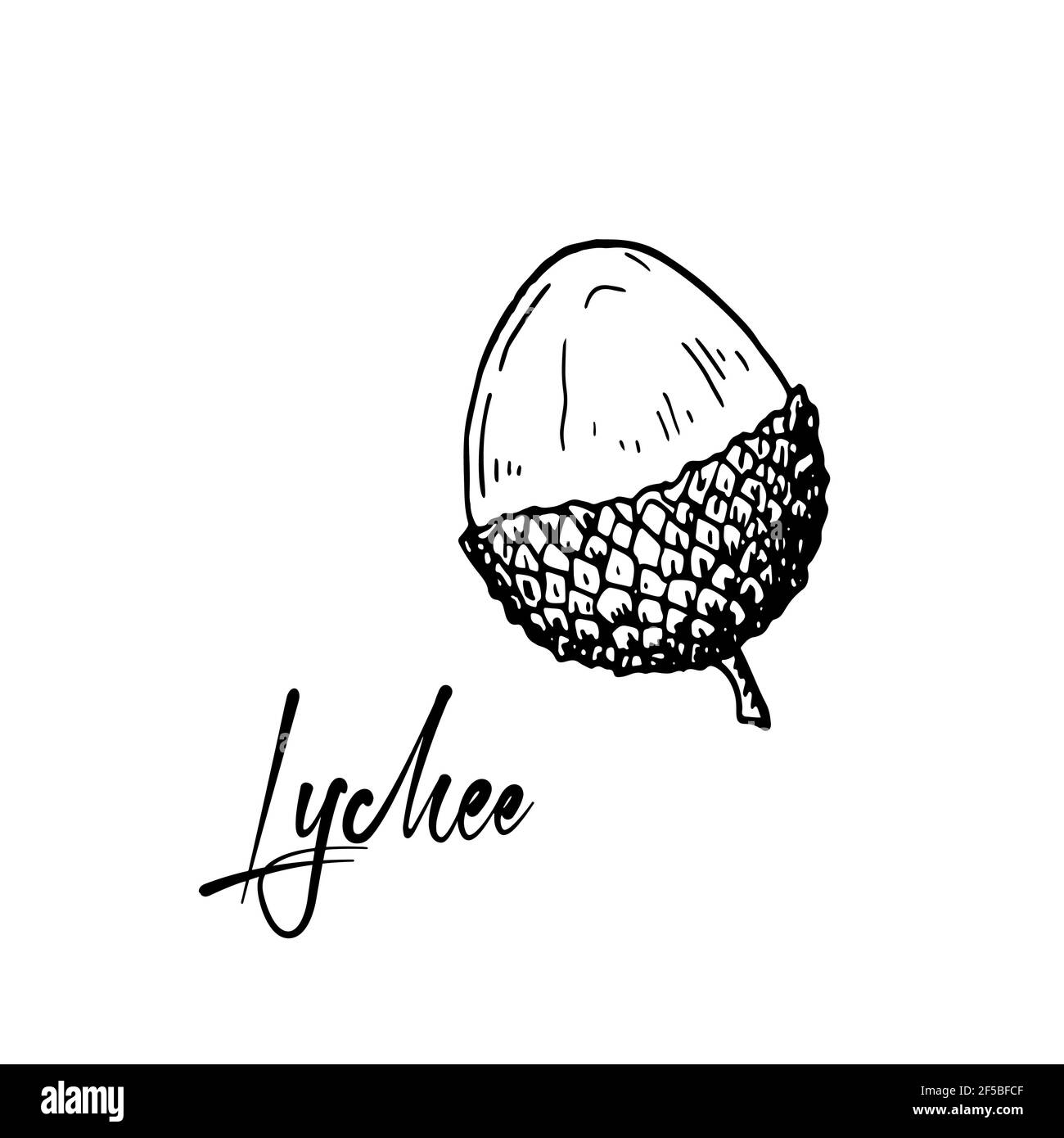 Hand drawn lychee fruit isolated on white background. Vector ...