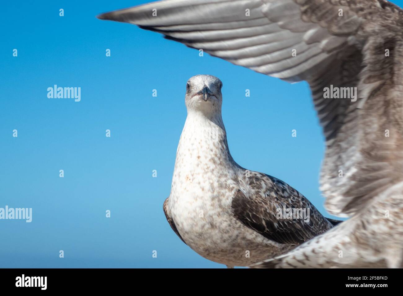 close-up of seagull looking into camera from under spread wing of other ...