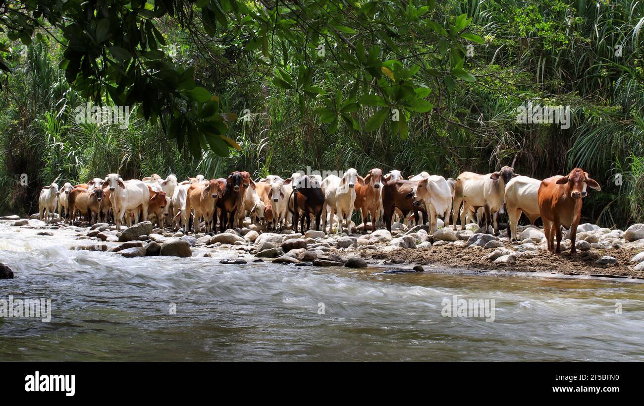 Herd of cows near a flowing river with lush trees and greenery Stock ...