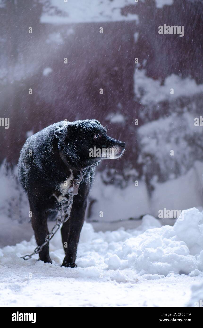 Watchdog sitting in booth hi-res stock photography and images - Alamy