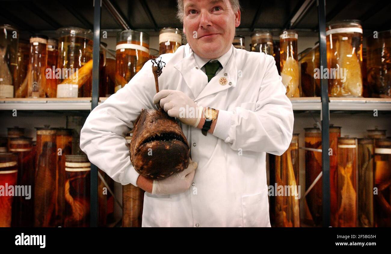 Fish curator at the Natural History Museum's new Charles Darwin wing ...