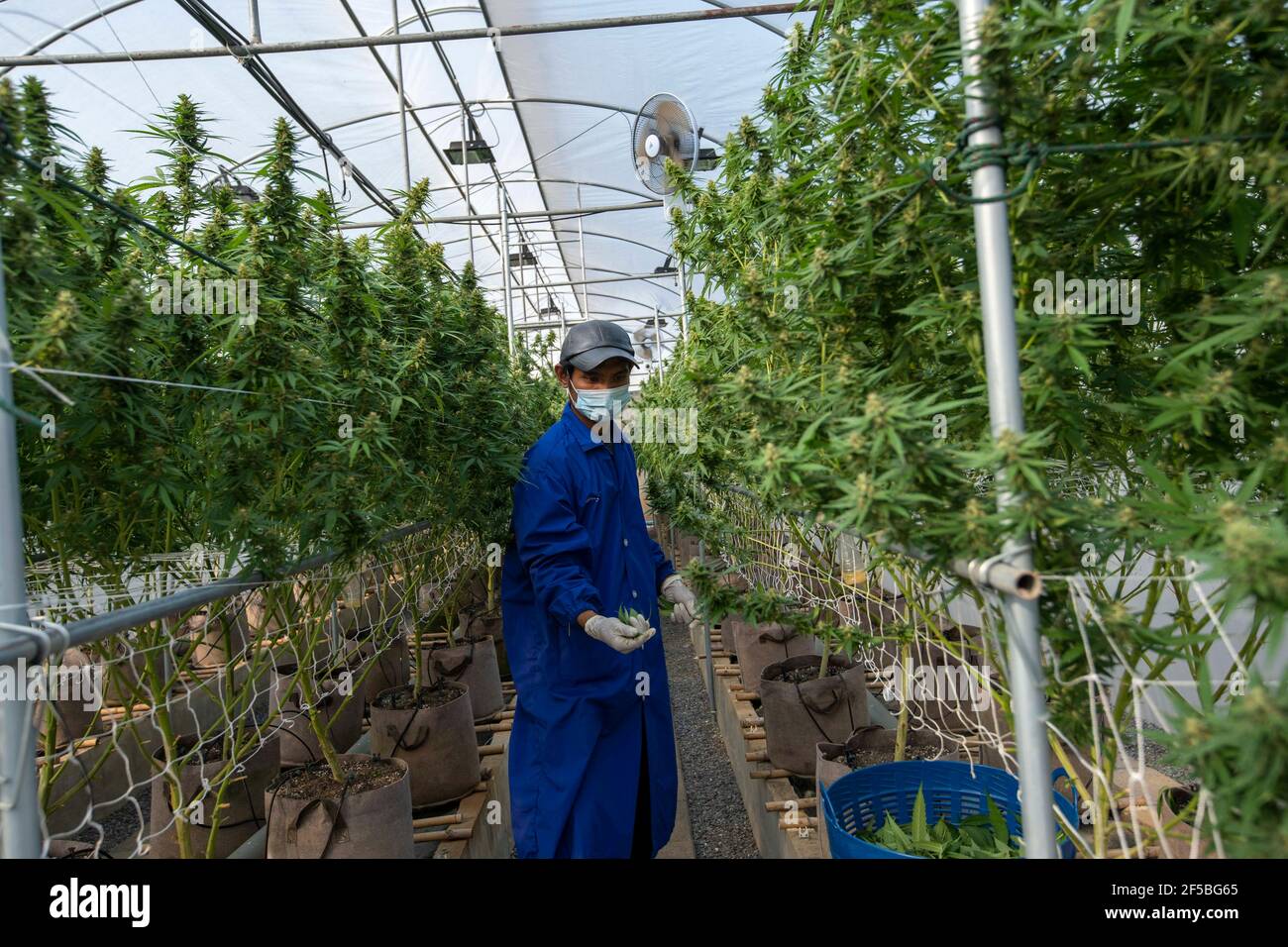 Cannabis grow farms hi-res stock photography and images - Alamy
