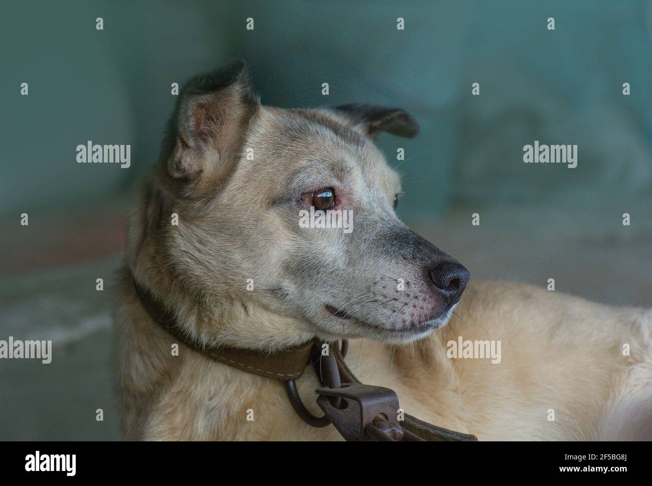 Chained up next doghouse hi-res stock photography and images - Alamy