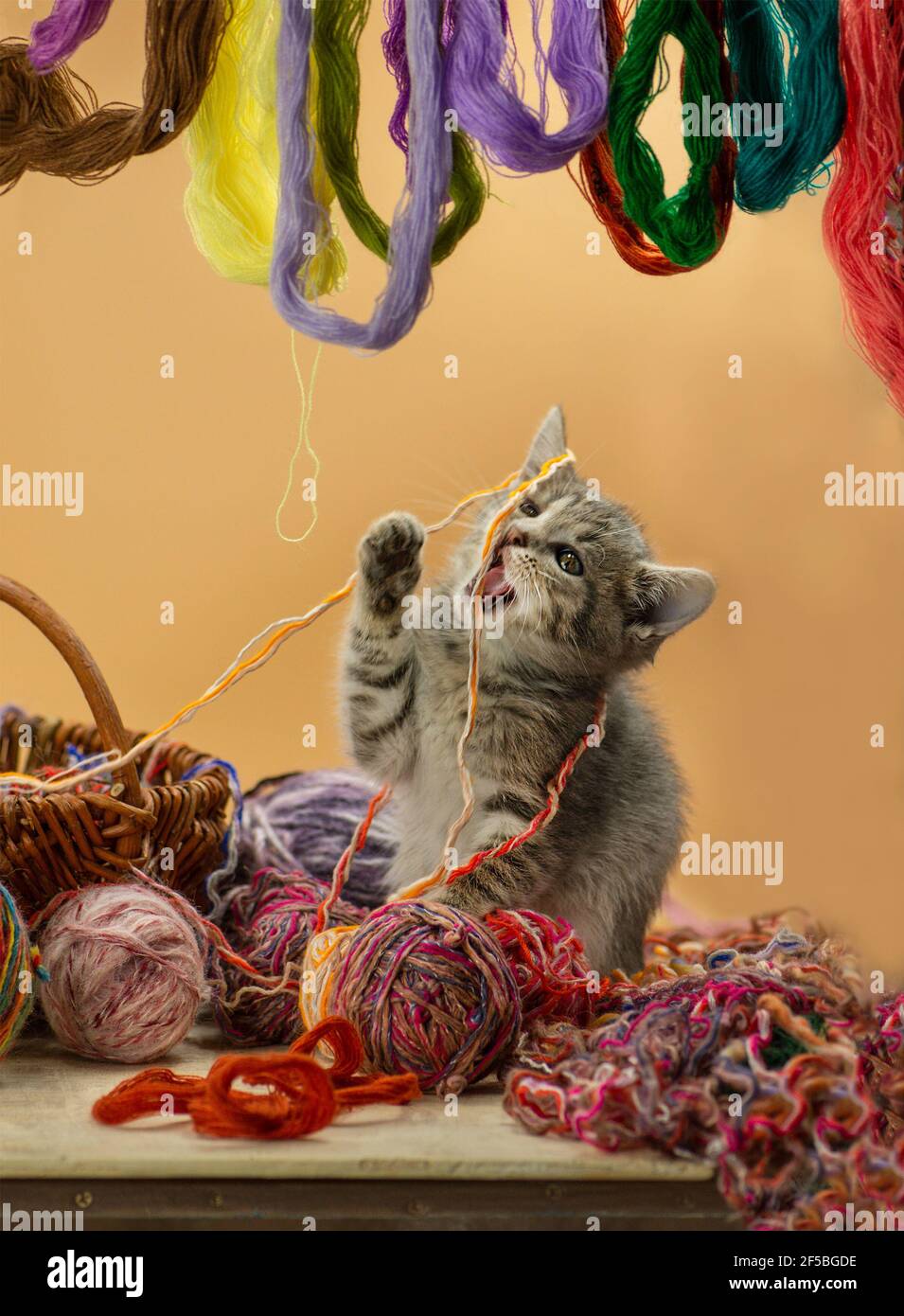 Cute kitten sitting in a basket with balls of yarn. Kitten sitting in a ...