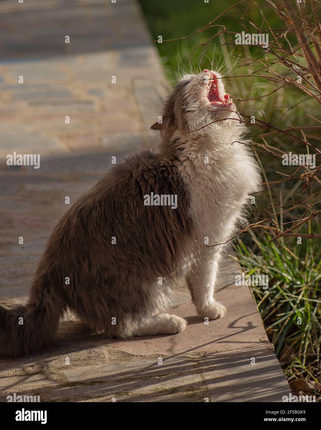 Cat eats branch in the garden. Kitty gnawing a branch stick Stock Photo ...
