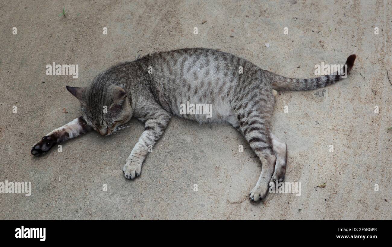 Overhead view of a cat sleeping on sand floor Stock Photo - Alamy