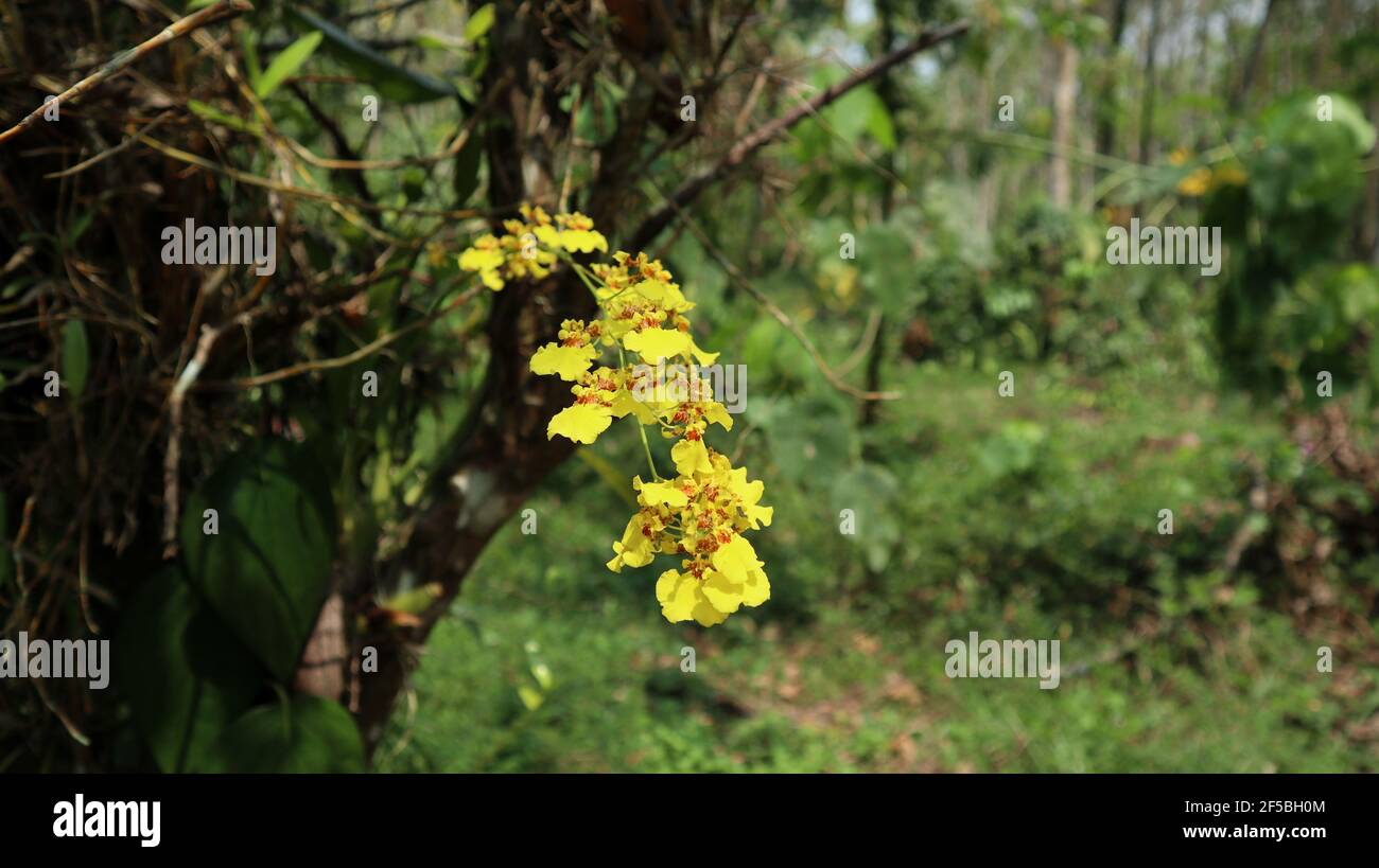 Kandyan dancer hi-res stock photography and images - Alamy