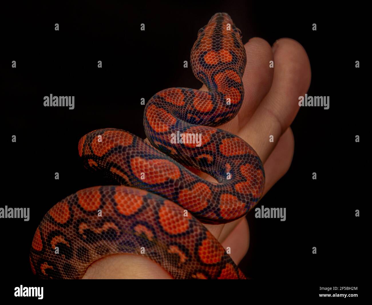 Epicrates cenchria is a boa species endemic to Central and South ...