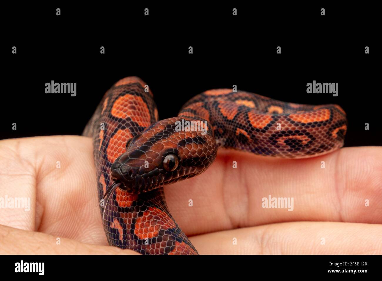 Epicrates cenchria is a boa species endemic to Central and South ...