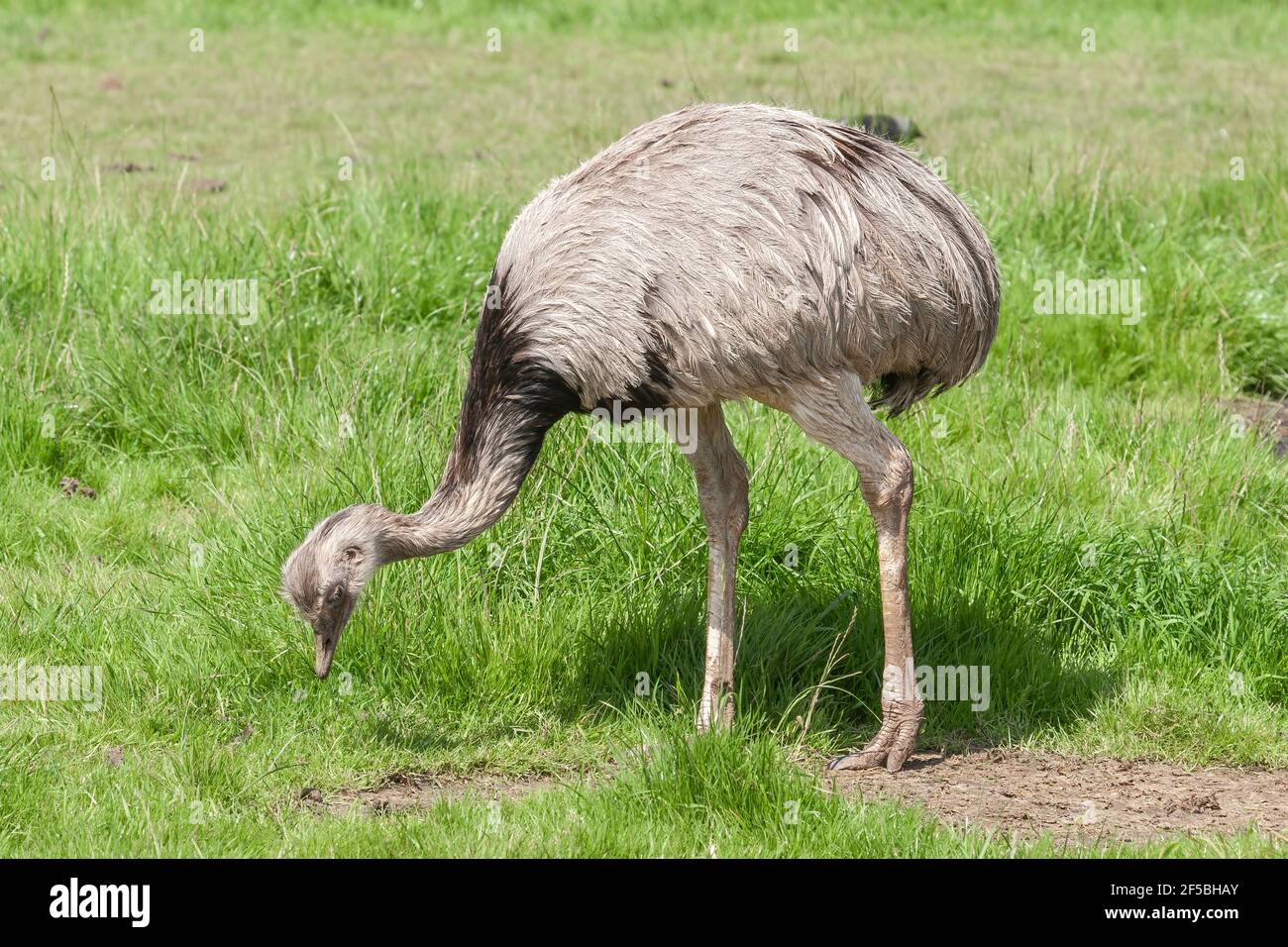 greater rhea, Rhea americana, single adult walking on short vegetation ...