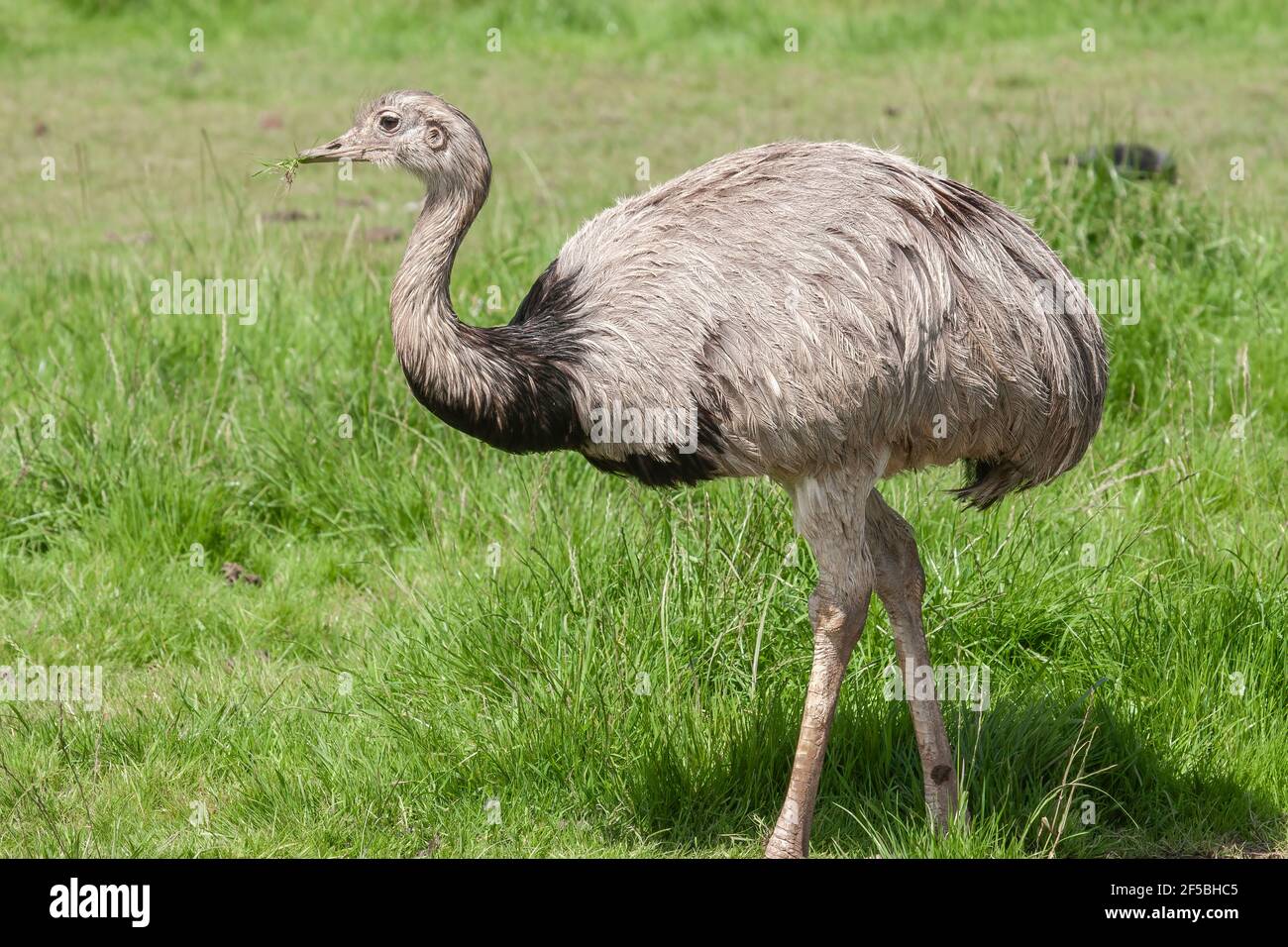 greater rhea, Rhea americana, single adult walking on short vegetation ...