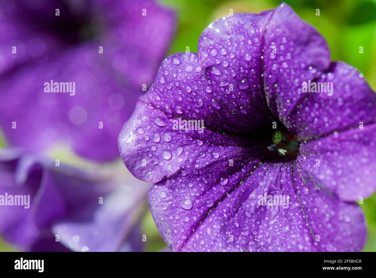 Macro shot beautiful white flowers hi-res stock photography and images ...