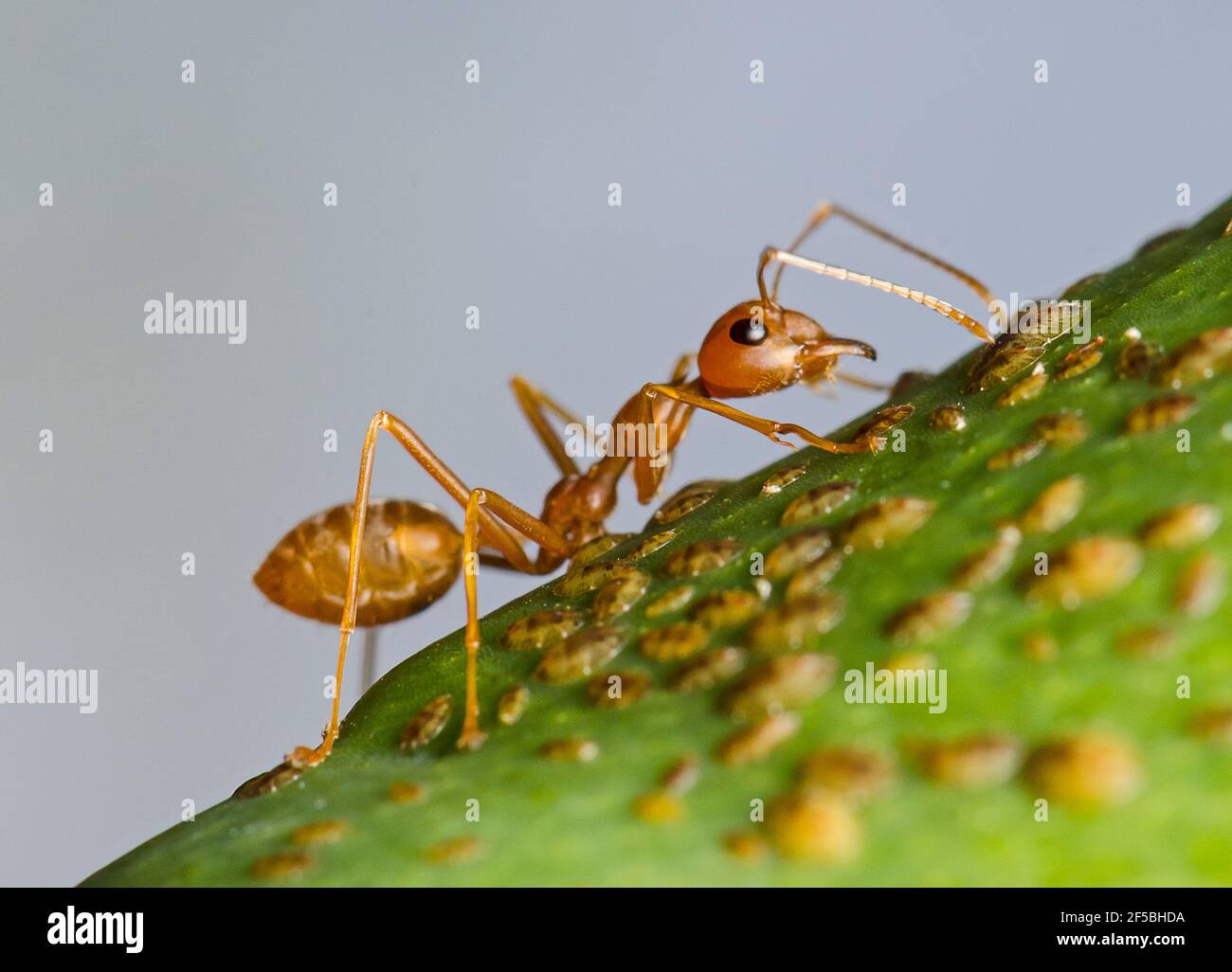 Giant red ant on a tree, Senegal, Africa Stock Photo - Alamy