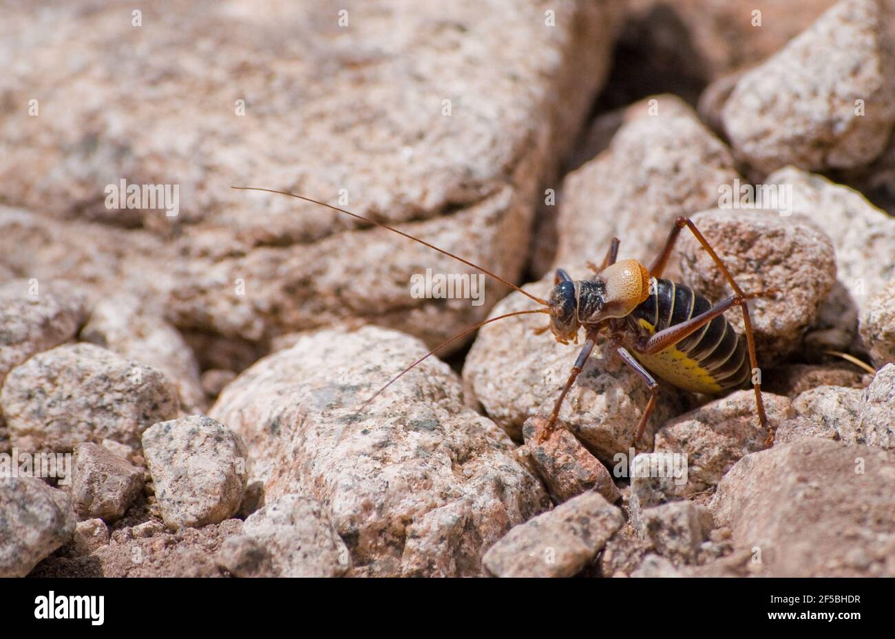 Crickets wing hi-res stock photography and images - Alamy