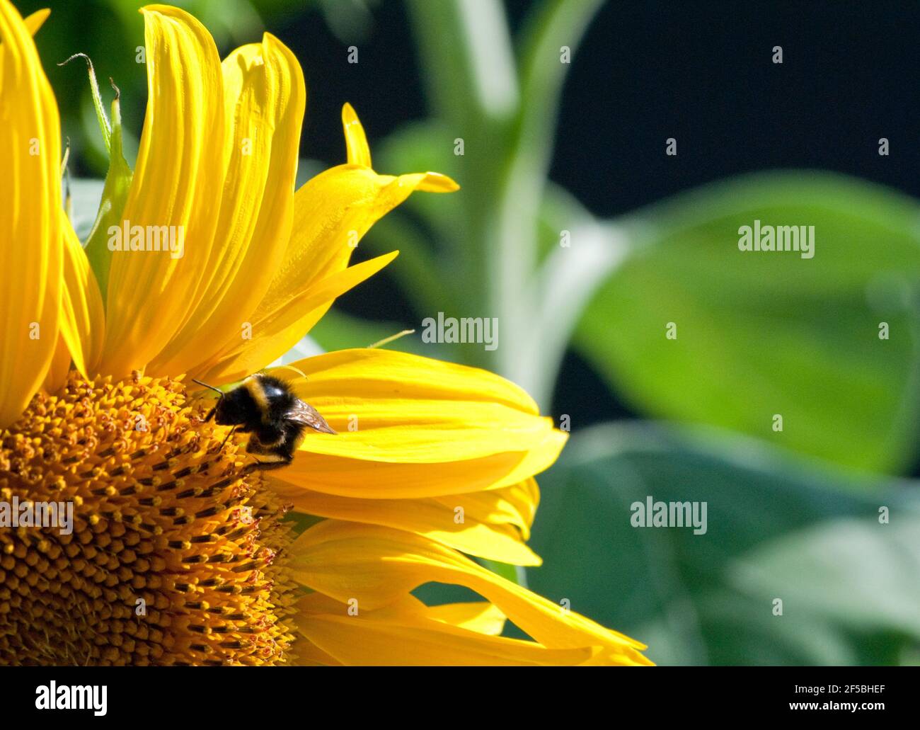 Honey bee on sunflower Stock Photo - Alamy