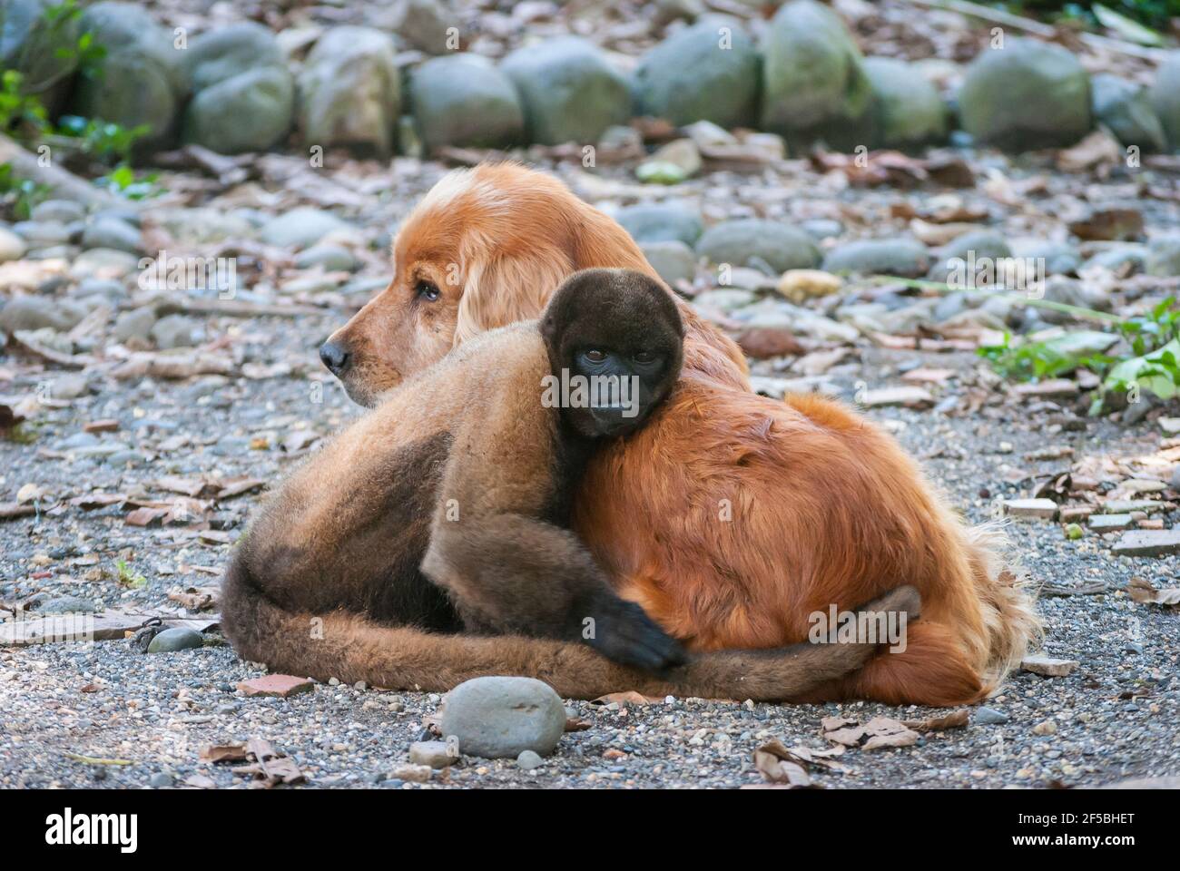 Wild couple of dog and monkey Stock Photo - Alamy