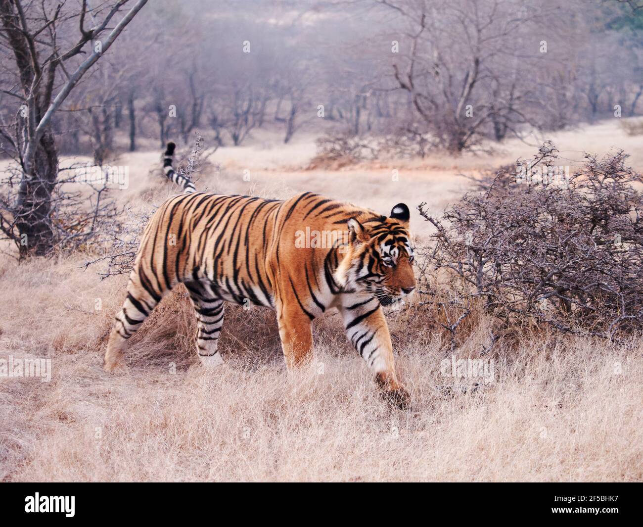 Big tiger male hi-res stock photography and images - Alamy