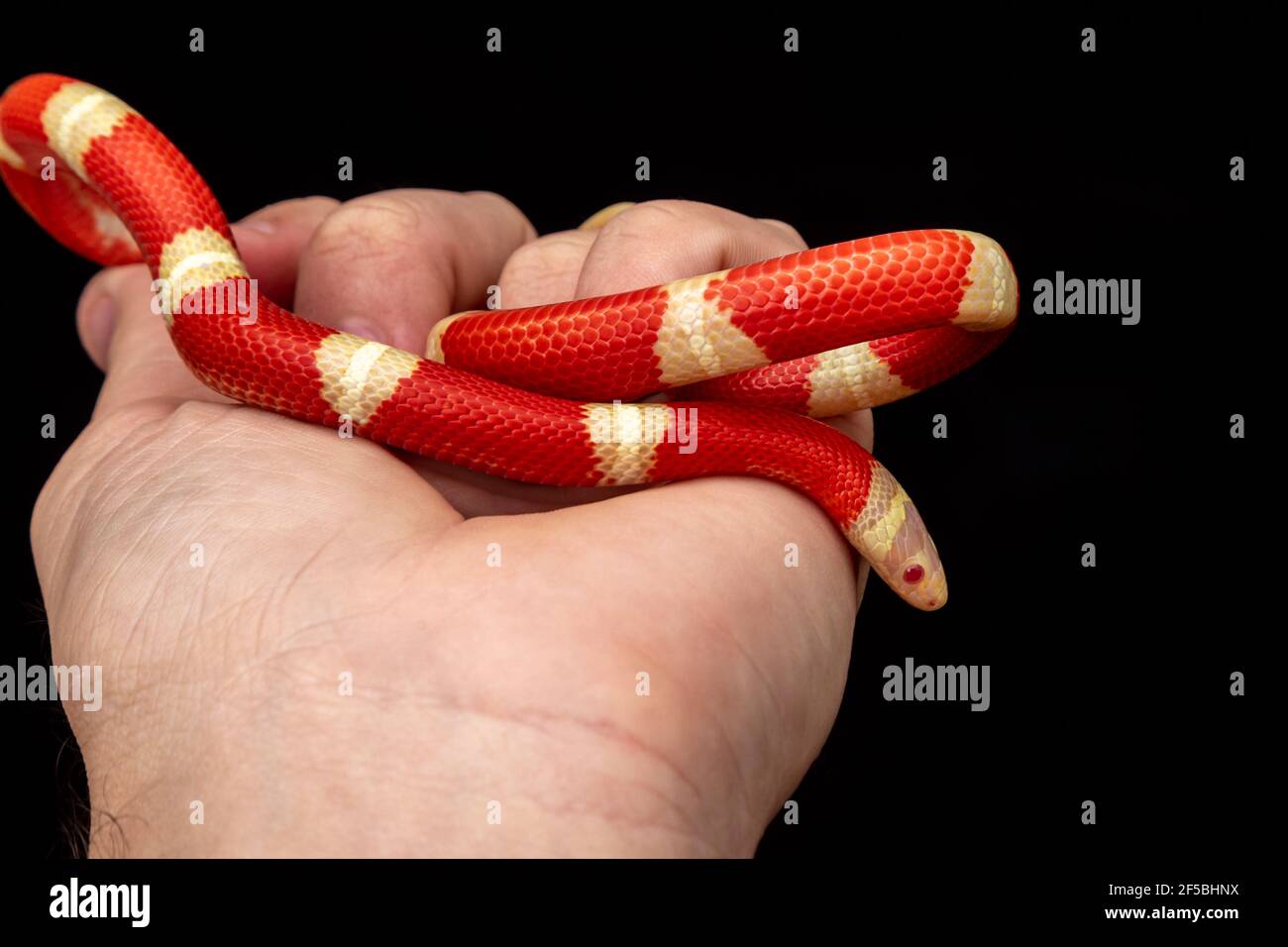 Lampropeltis triangulum, commonly known as the milk snake or milksnake ...