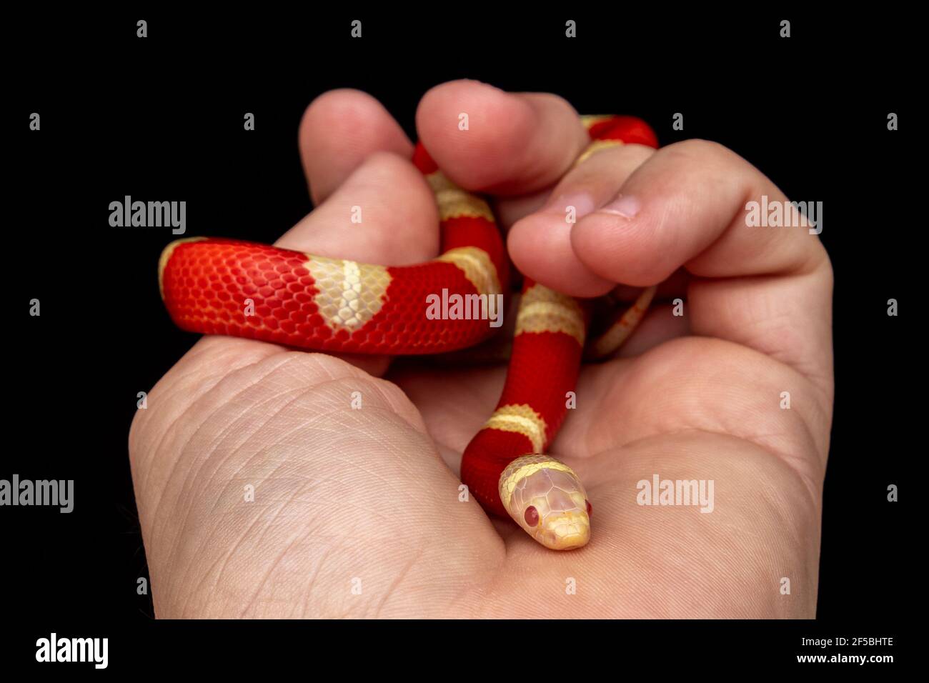 Lampropeltis triangulum, commonly known as the milk snake or milksnake ...