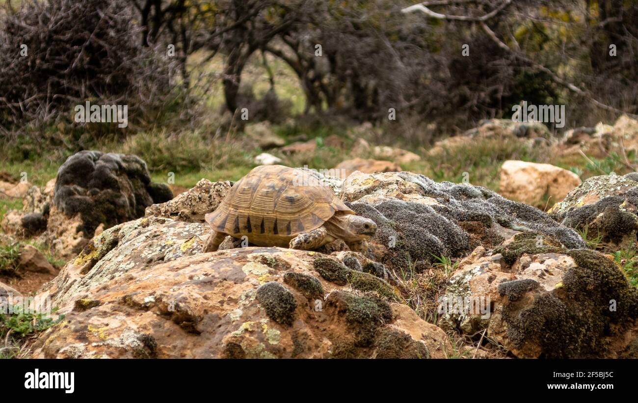 Tortoise Formation High Resolution Stock Photography and Images - Alamy