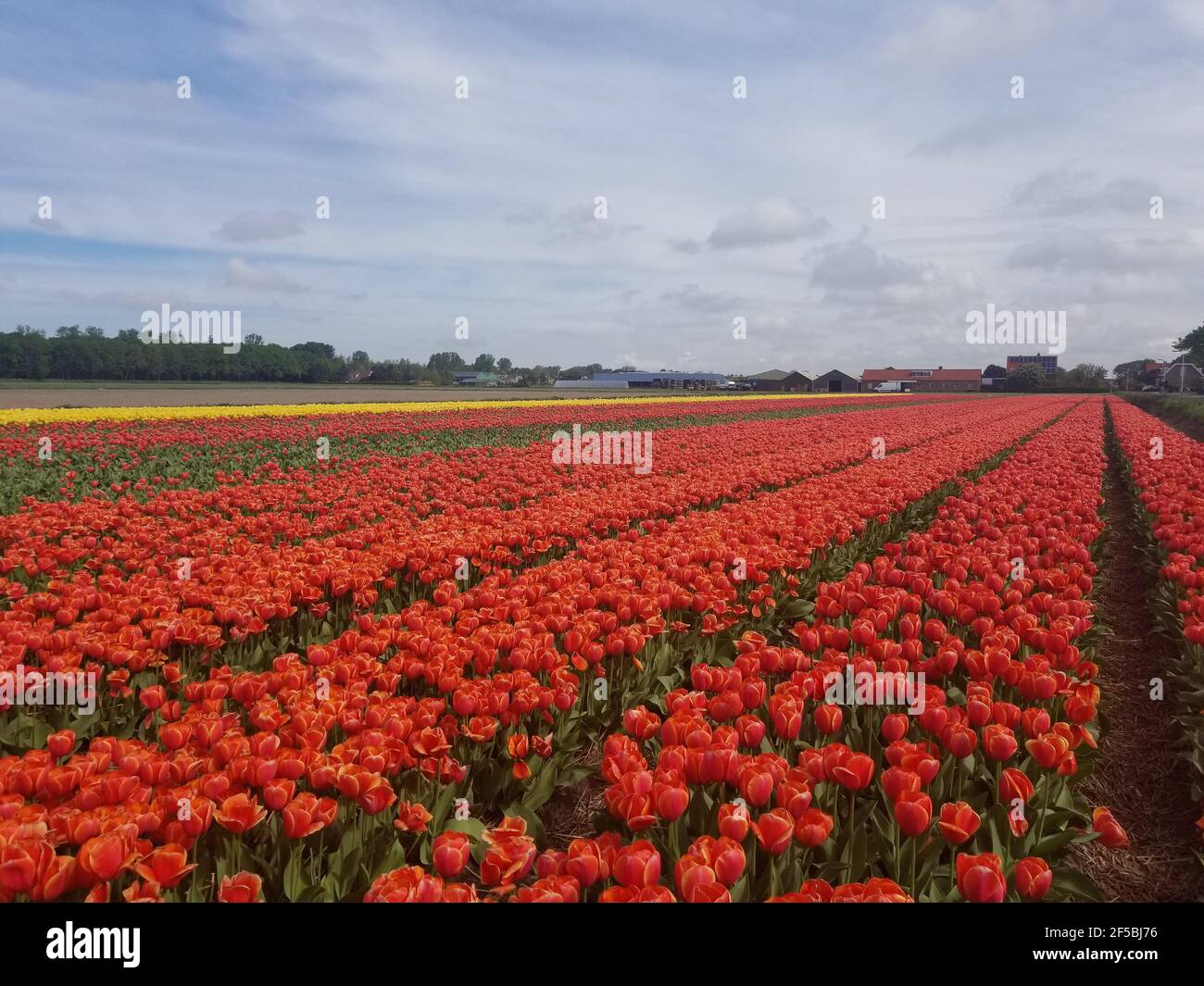 Beautiful tulips in air hi-res stock photography and images - Alamy