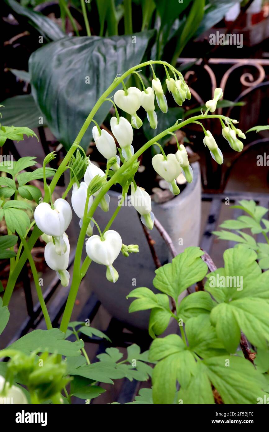 Lamprocapnos spectabilis ‘Alba’ Dicentra spectabilis Alba – white heart ...