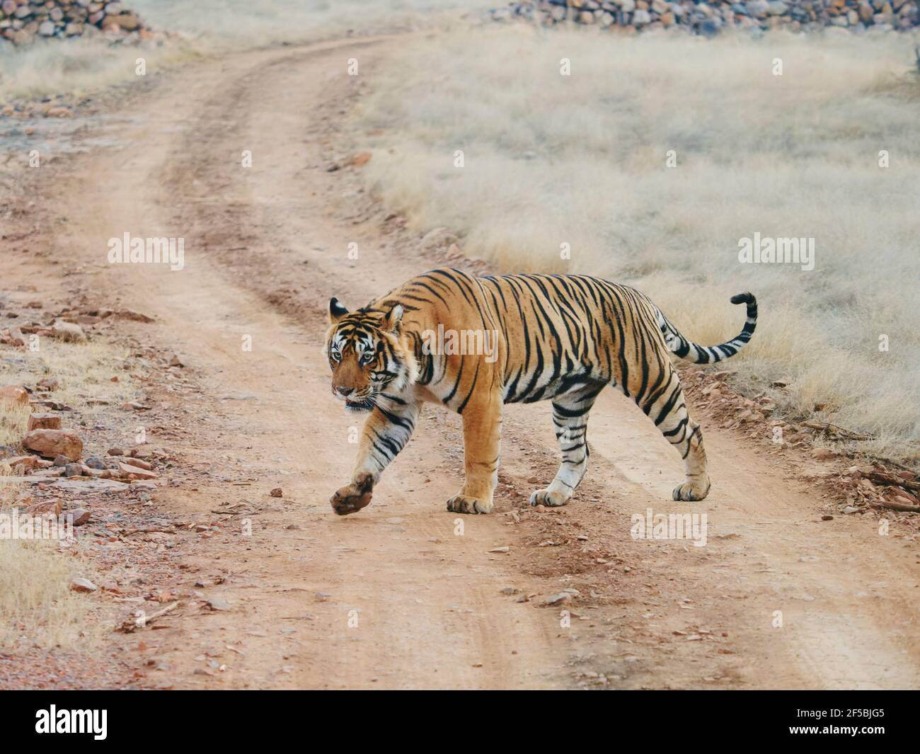Bengal Tiger - Male T58 crossing jeep tracks Panthera tigris tigris ...