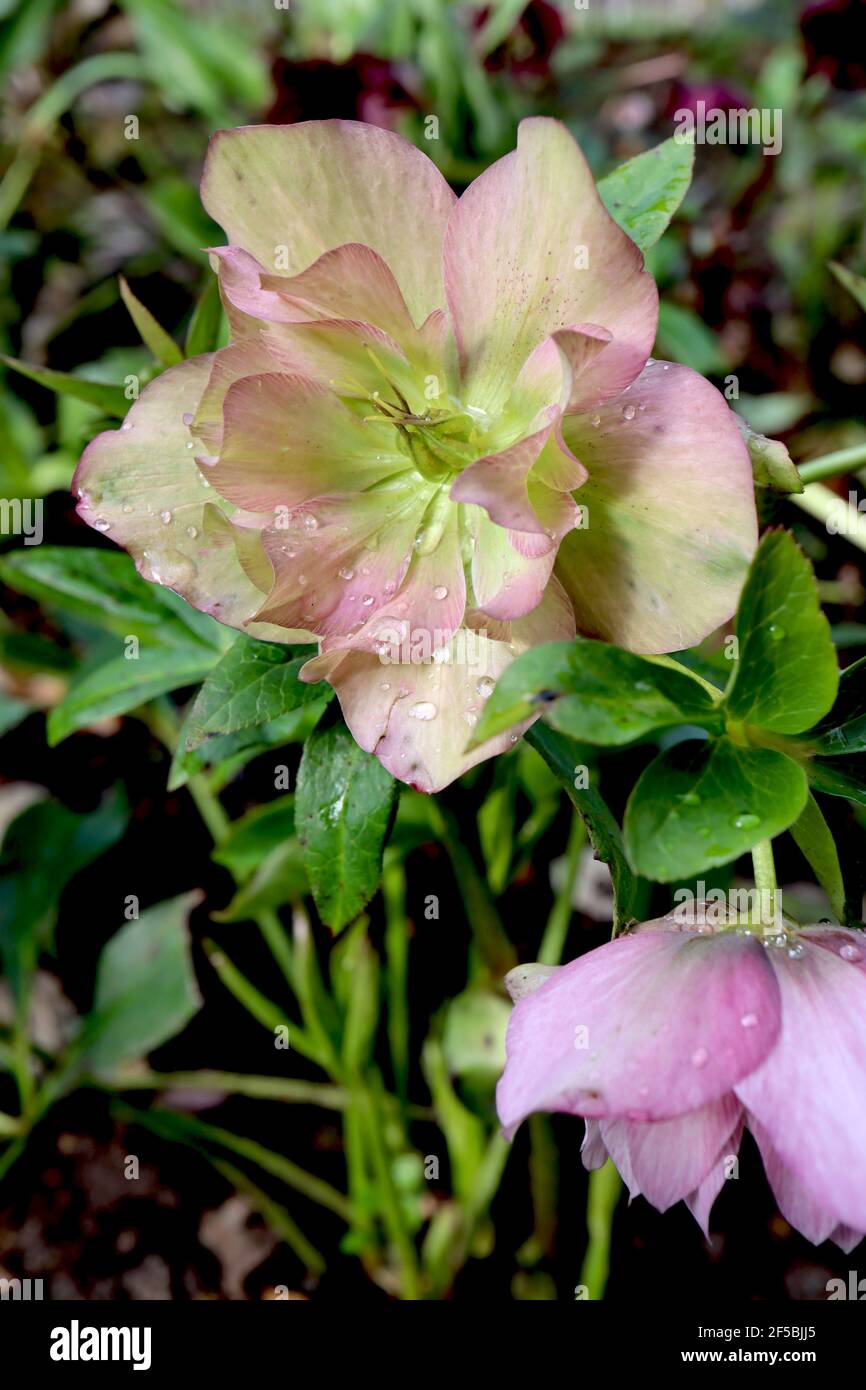 Helleborus x hybridus ‘Double Ellen Pink’ Double pink hellebores ...