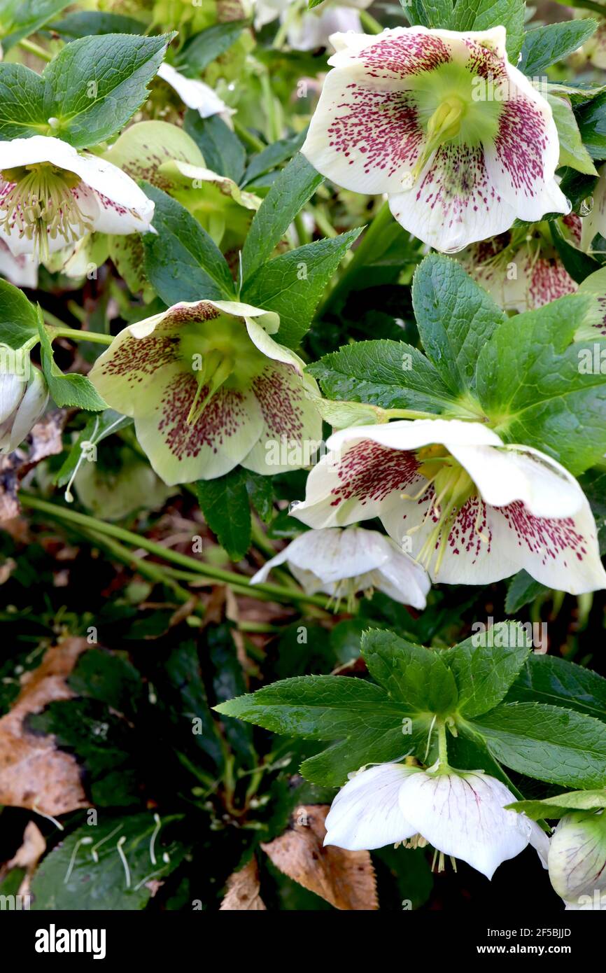 Hellebore x hybridus White single hellebore with heavily spotted purple ...