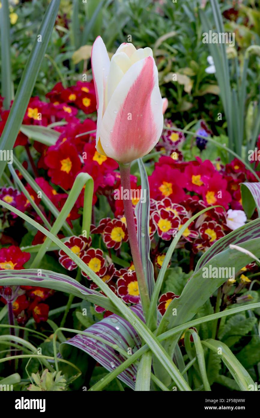 Tulipa ‘The First’ Kaufmanniana 12 The First tulip – creamy white ...