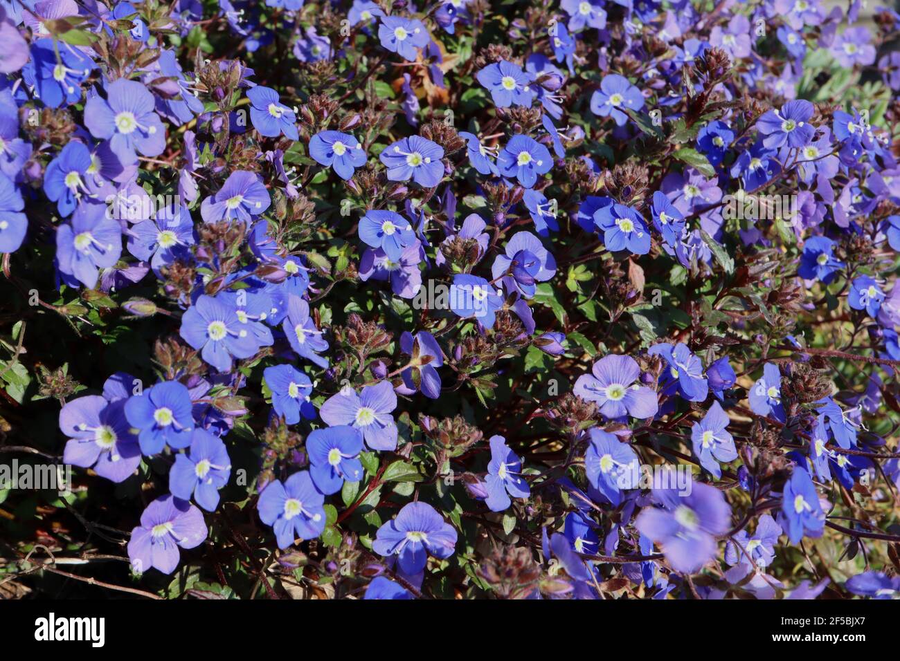 Veronica chamaedrys Germander speedwell – deep blue flowers with two ...