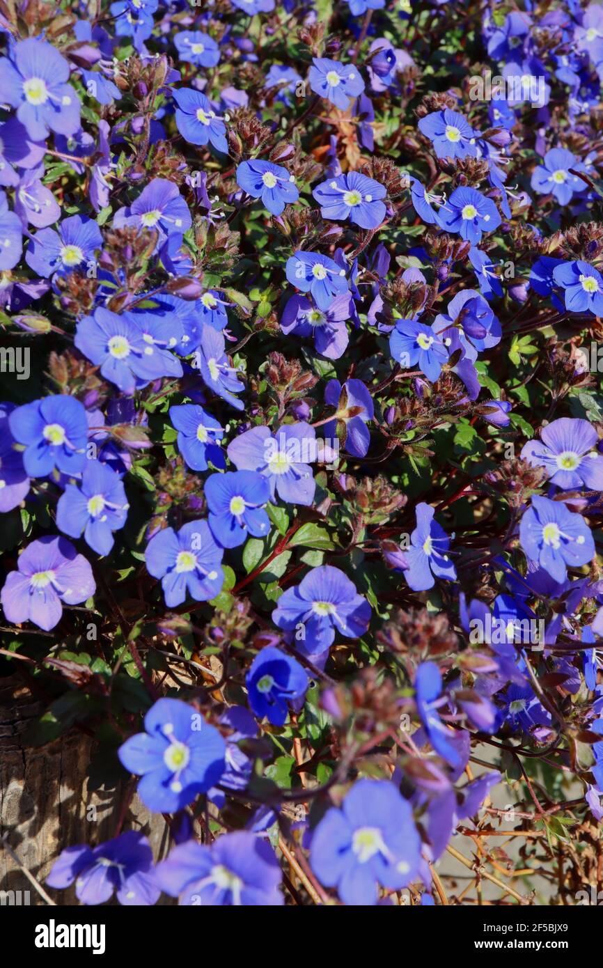 Veronica chamaedrys Germander speedwell – deep blue flowers with two ...