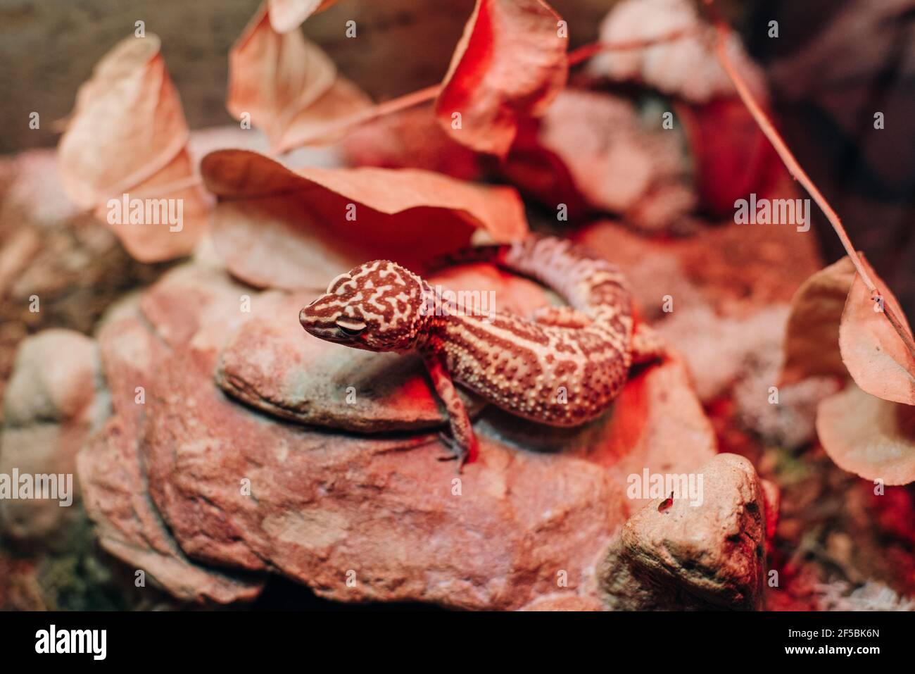 Leopard gecko lizard, close up macro. Eublepharis macularius Stock ...
