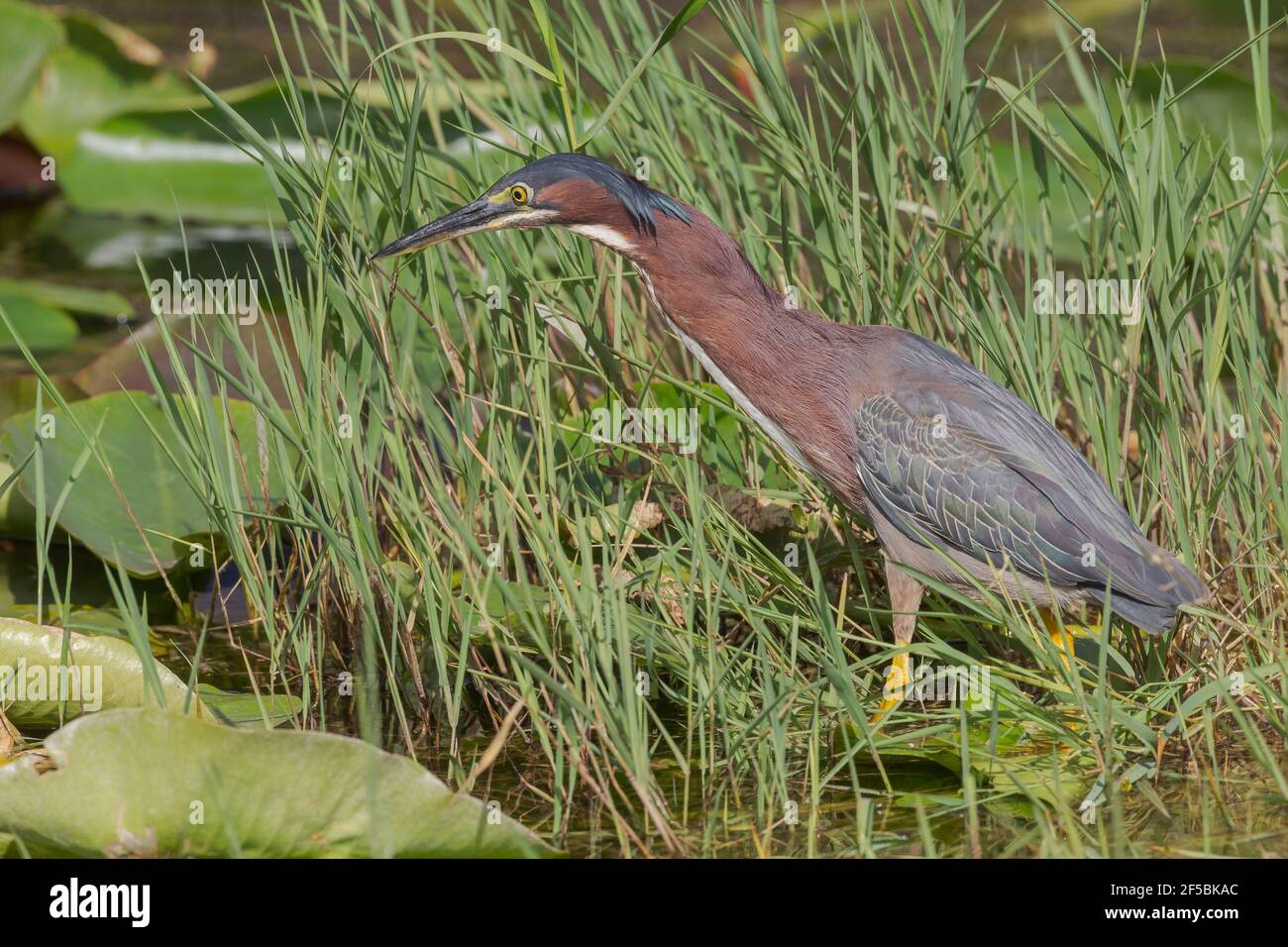 Everglades amphibians hi-res stock photography and images - Alamy