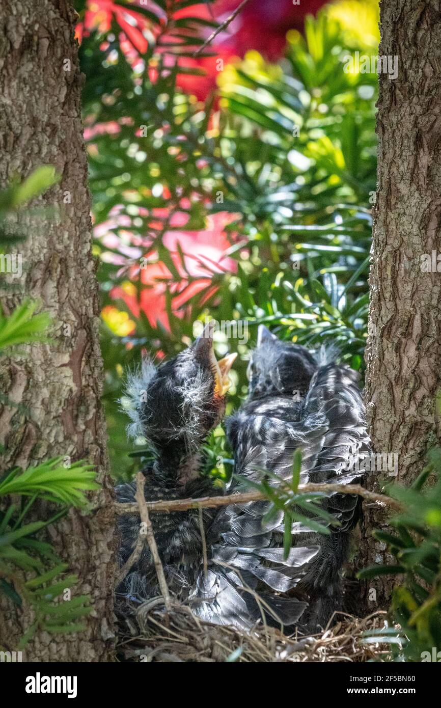 Robin fledgling nest hi-res stock photography and images - Alamy
