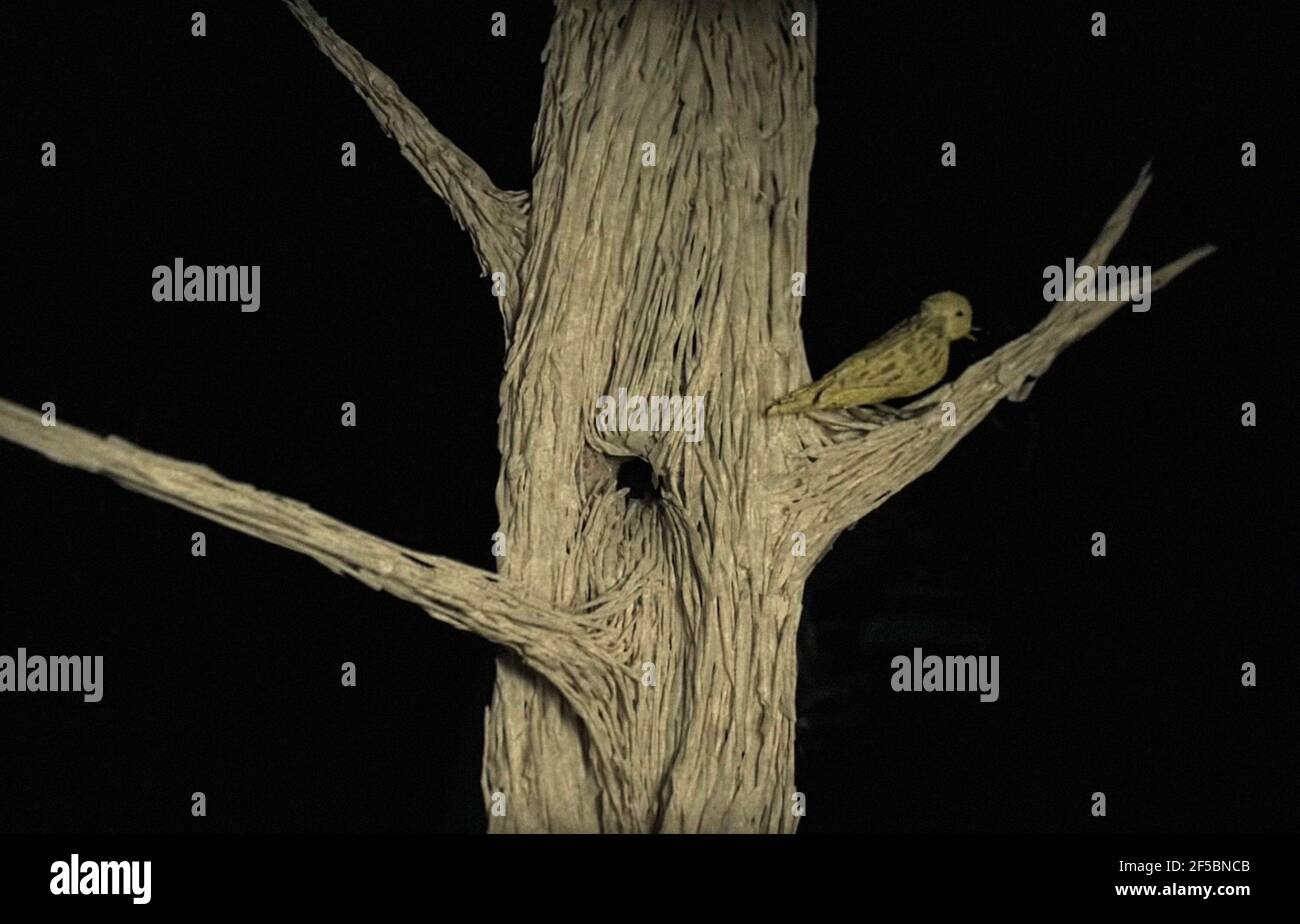 THE WOLF HOUSE, (aka LA CASA LOBO), 2018. © Kimstim Films / Courtesy ...