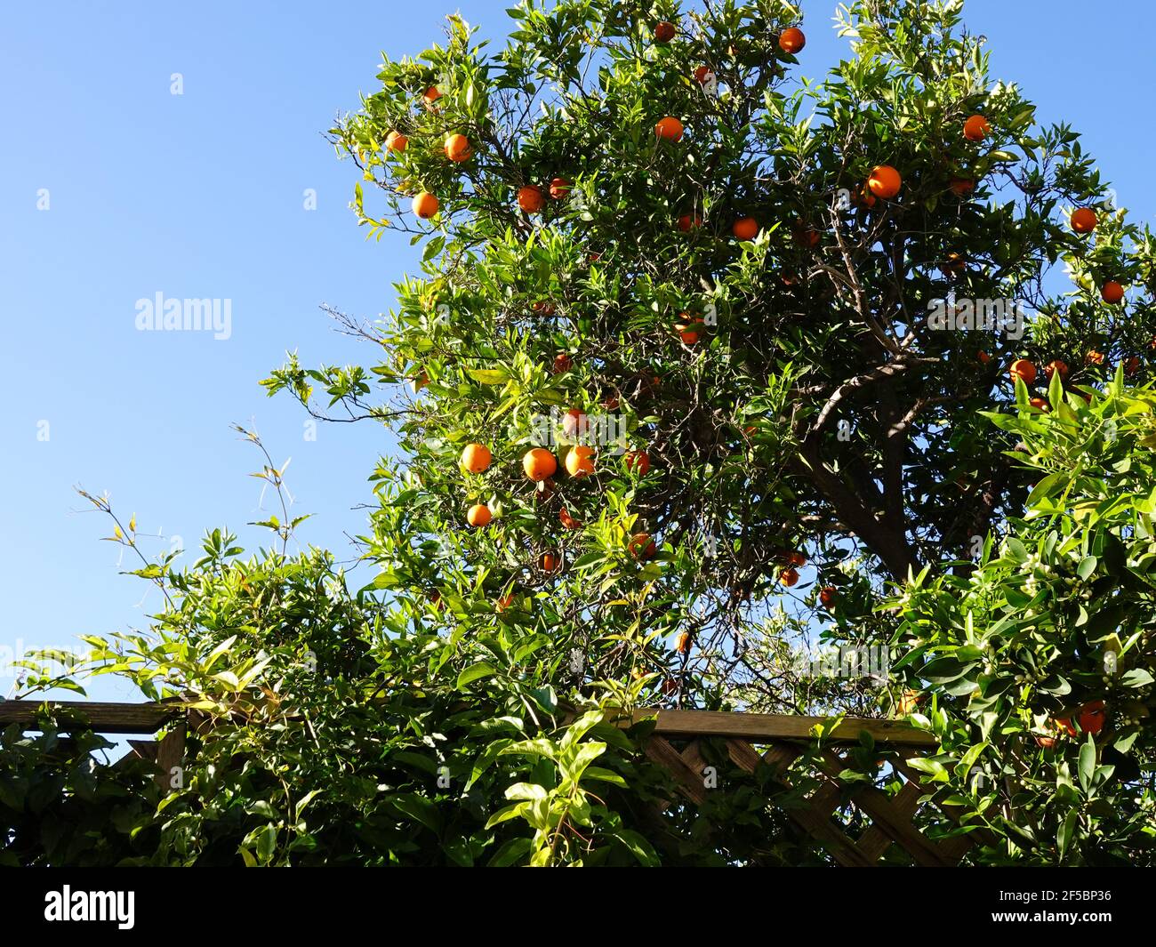 Bright orange citrus fruit hanging from green, leafy branches with a ...