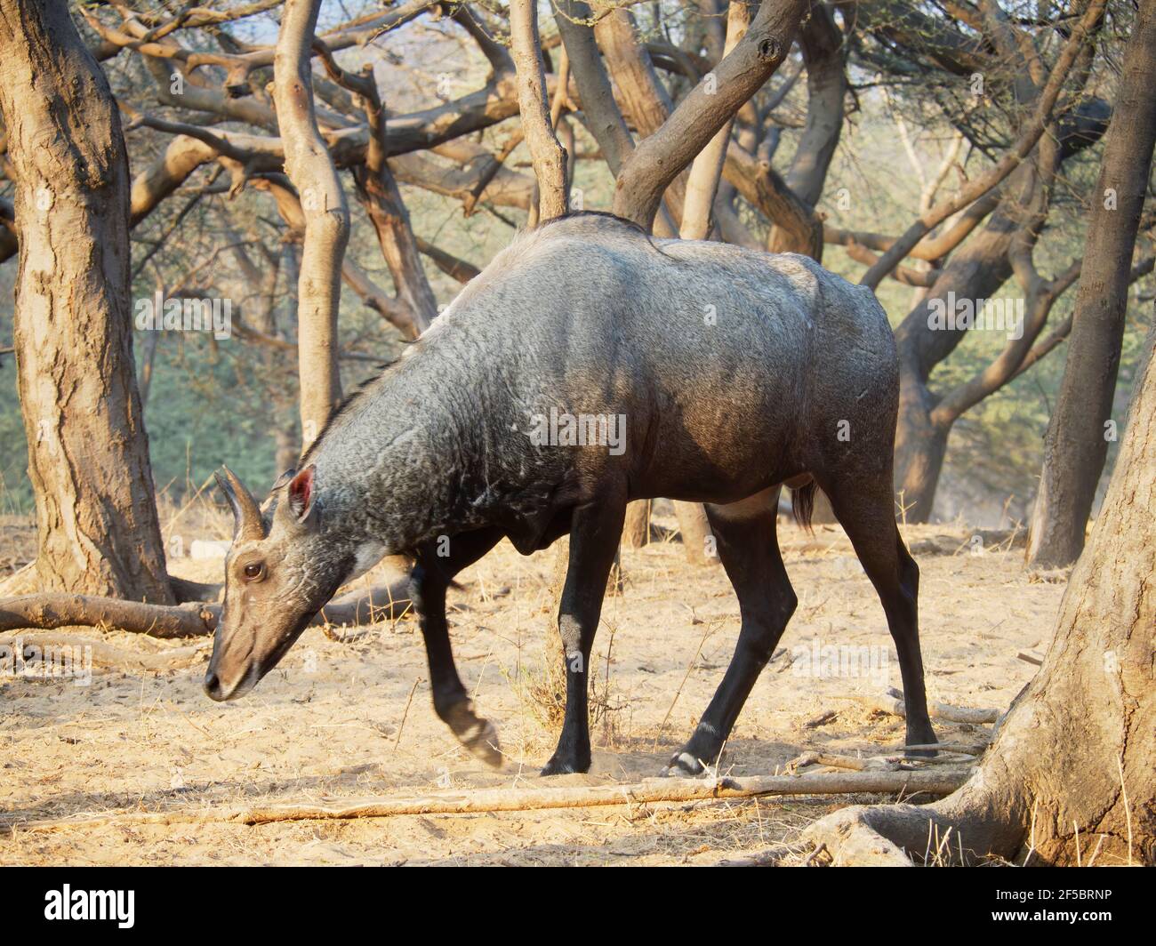 Nilgai - MaleBoselaphus tragocamelus Rajasthan, India MA003916 Stock ...