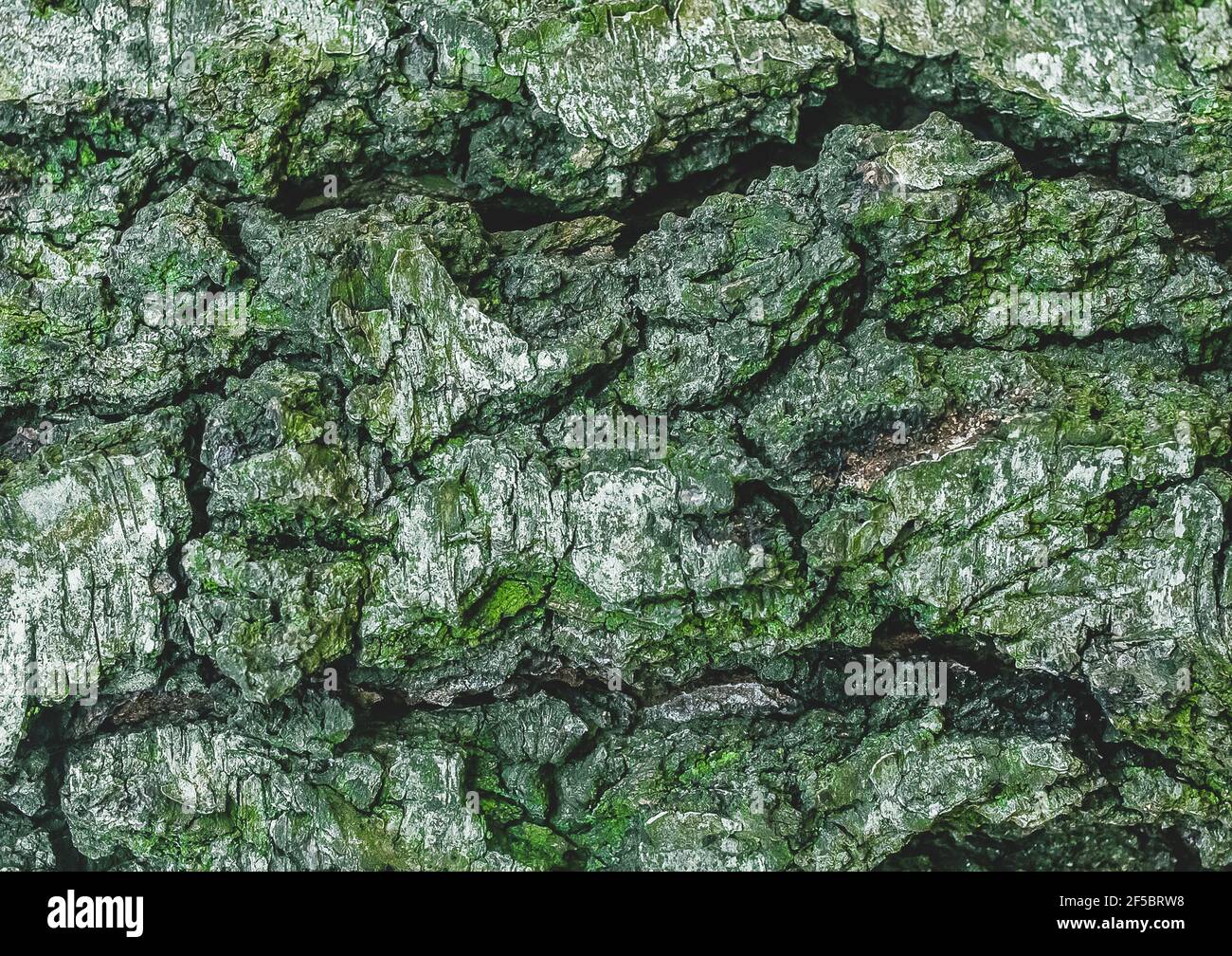 Green tree bark, embossed texture pattern, abstract background Stock ...