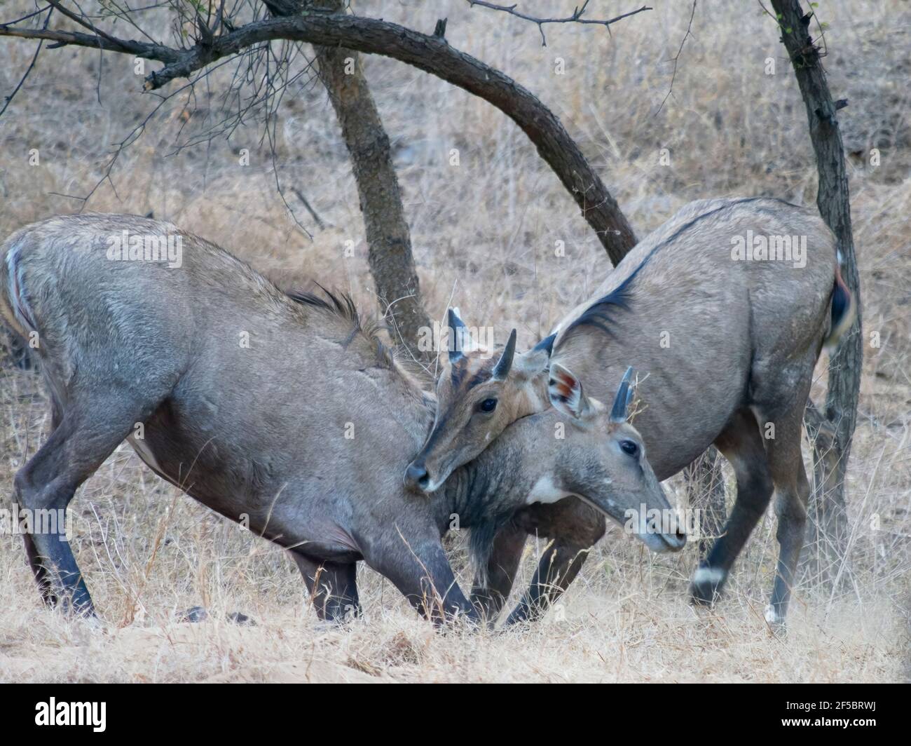 Indian bull fight hi-res stock photography and images - Alamy