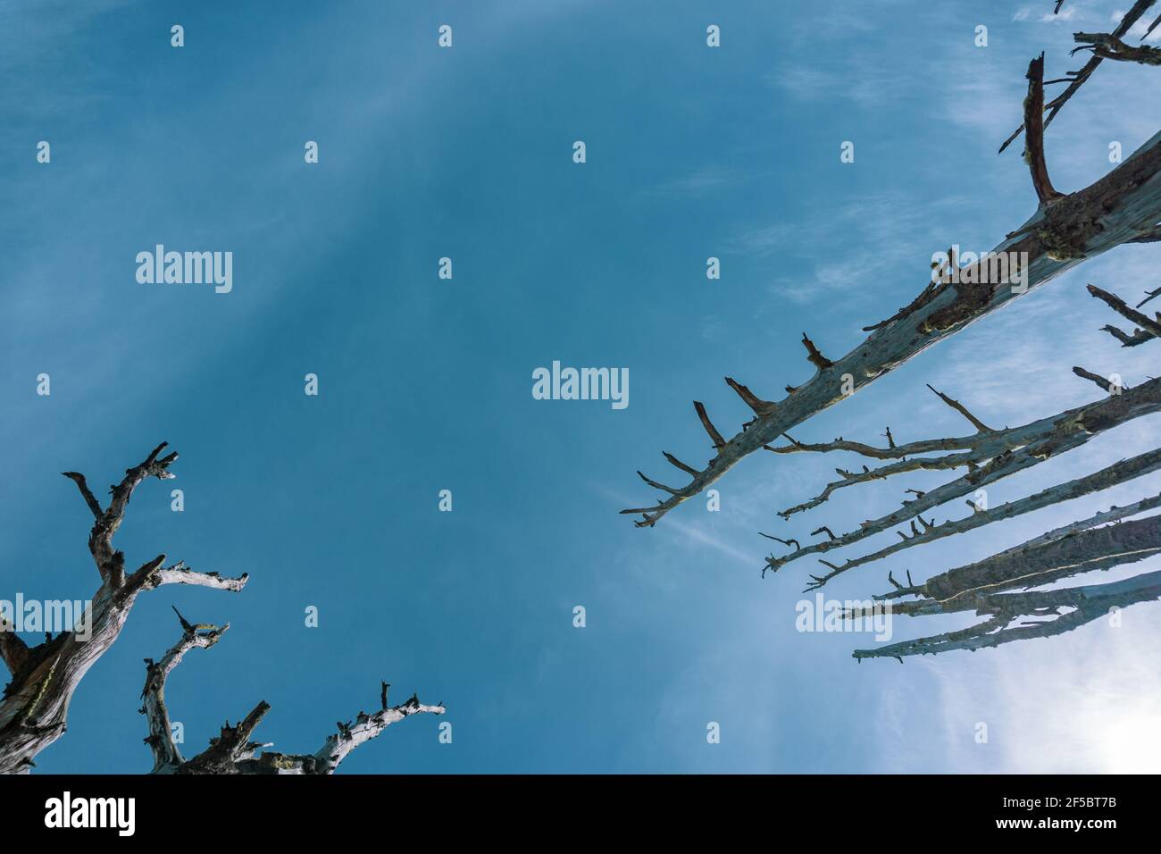 Group dead trees towering overhead converging skyward presenting a ...