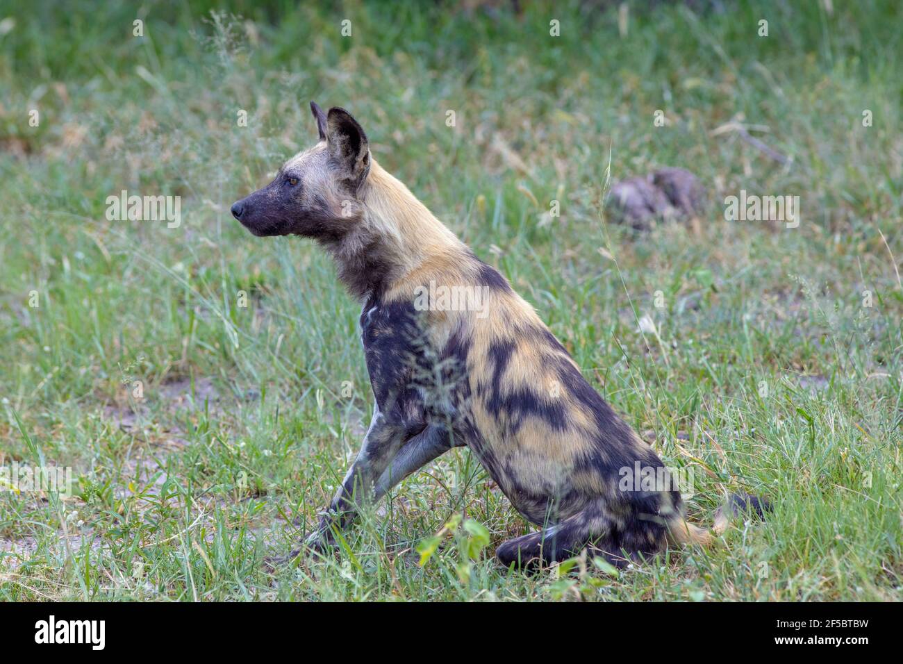 African Wild Hunting Dog or Painted Wolf (Lycaon pictus). One of a pack ...
